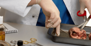 Gross Pathology: An In-depth Overview – ORNet